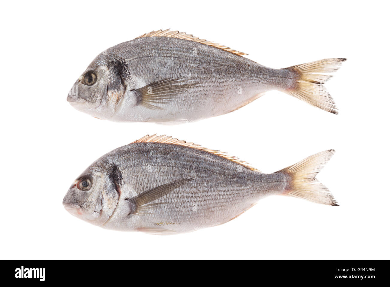 Dorado fish isolated on white background Stock Photo - Alamy