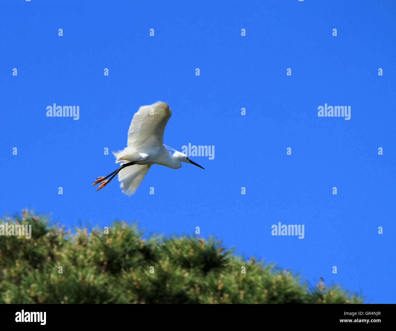 Egret flying from tree Stock Photo - Alamy