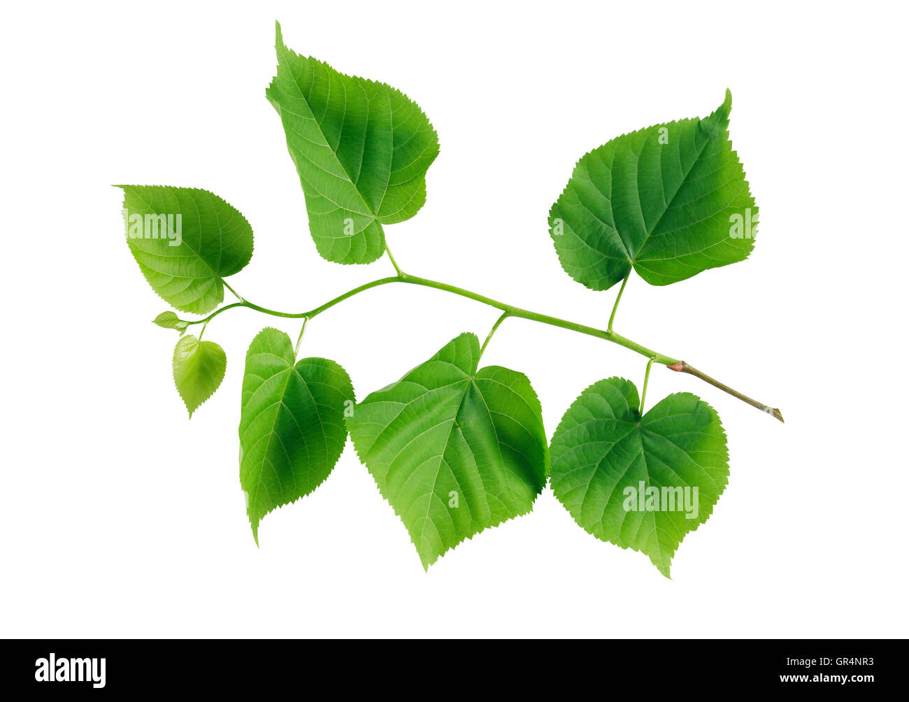 Green Leaves Twig Stock Photo - Alamy