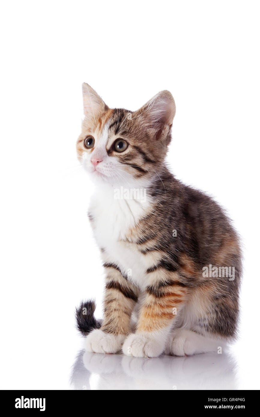 Nice multi-colored kitten Stock Photo - Alamy