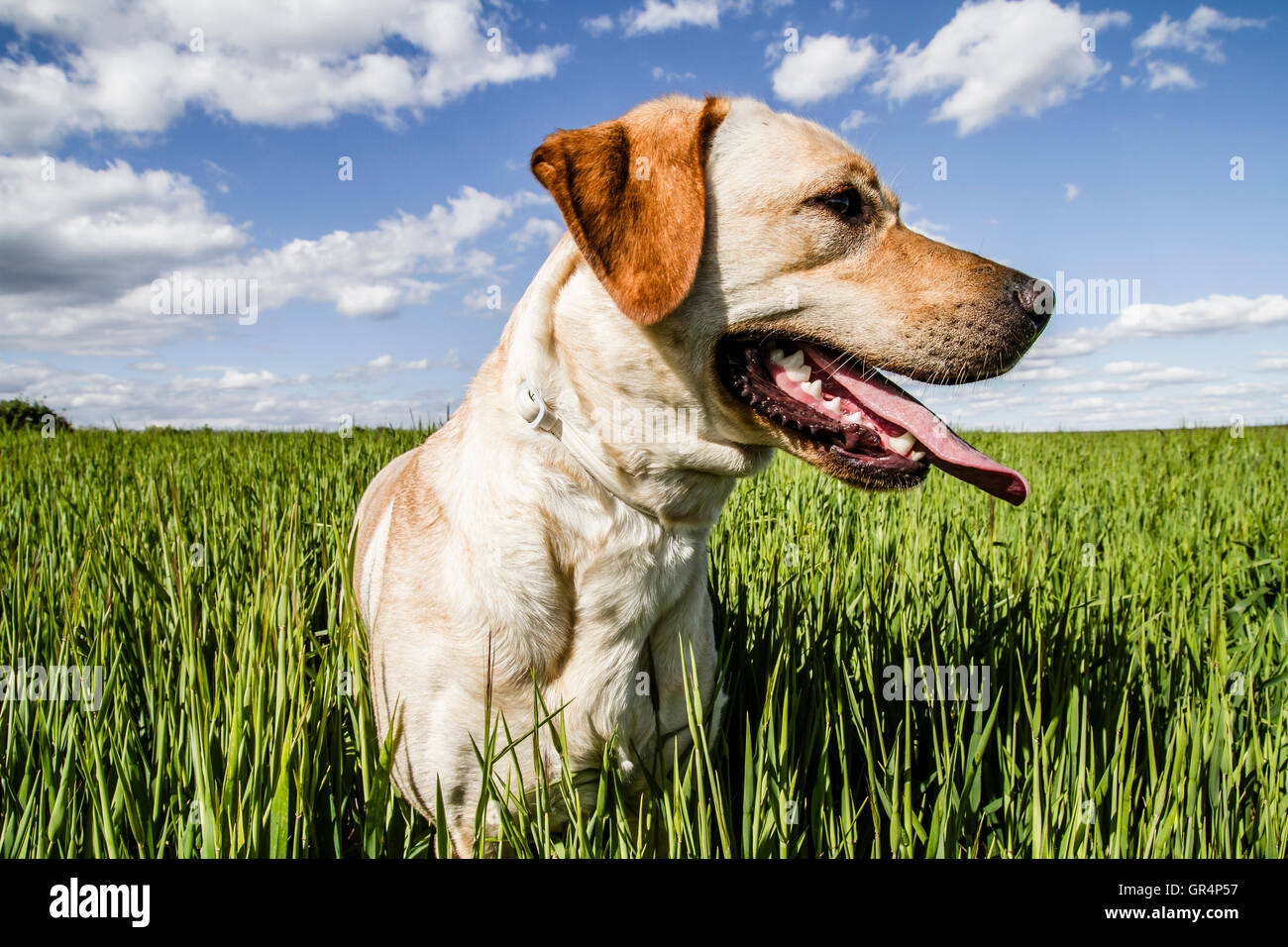 Labrador retriever in wheat field, and summer freedom Stock Photo - Alamy