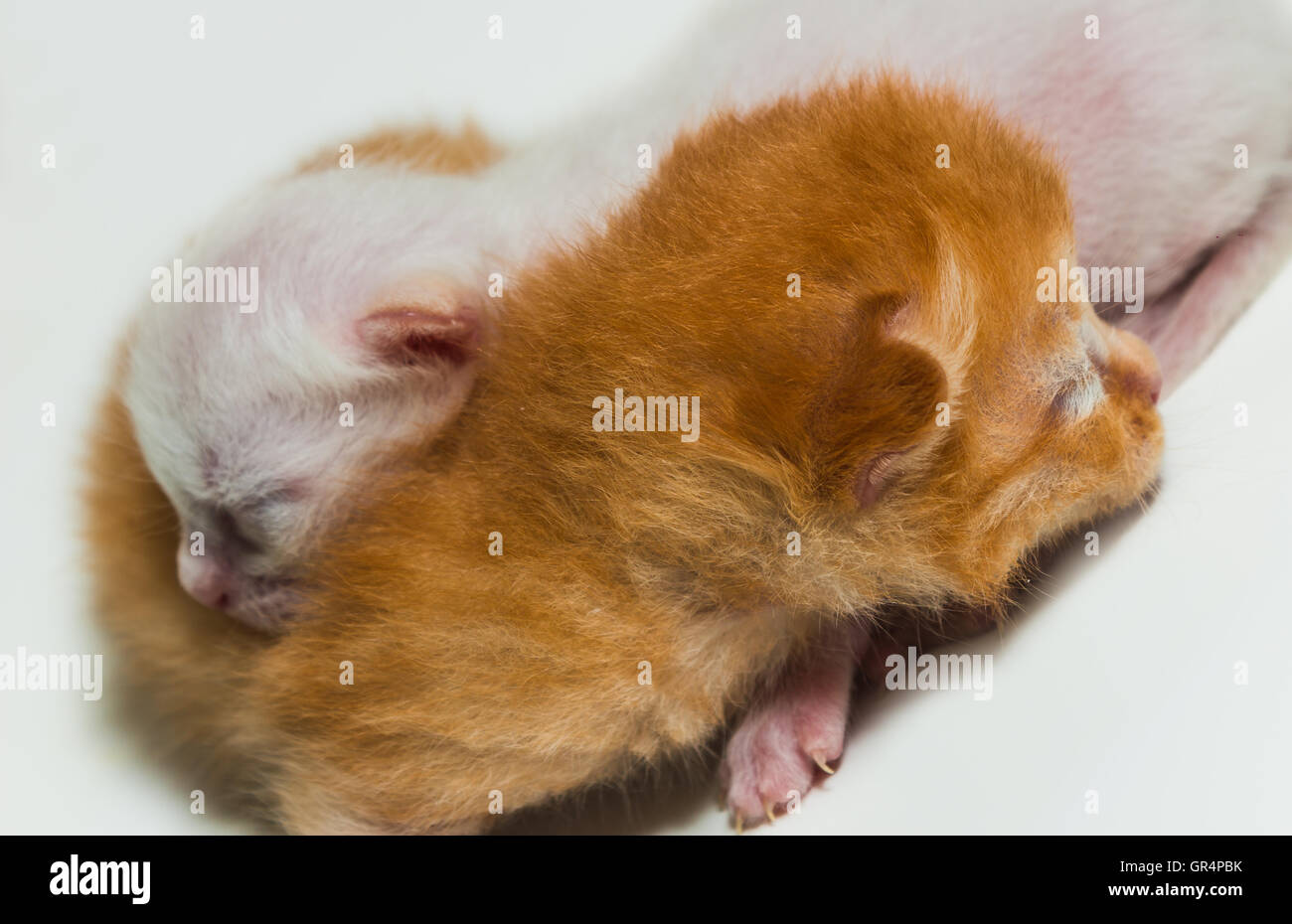 New born kitty hi-res stock photography and images - Alamy