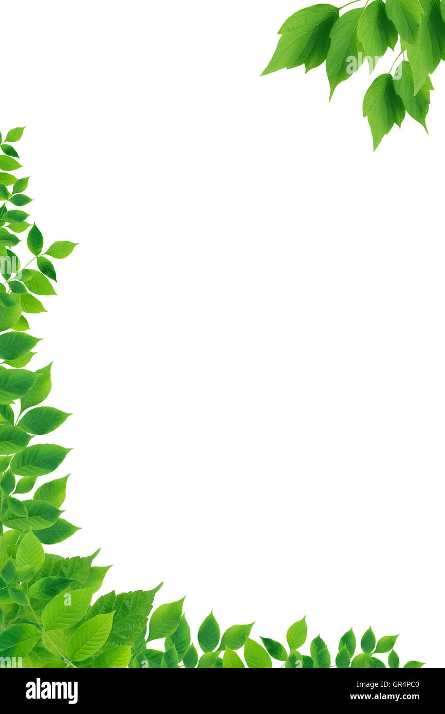 Green Leaves Border Stock Photo - Alamy