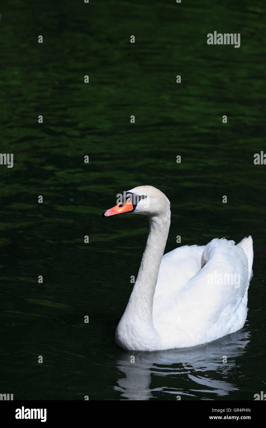 Swan On Water Stock Photo - Alamy