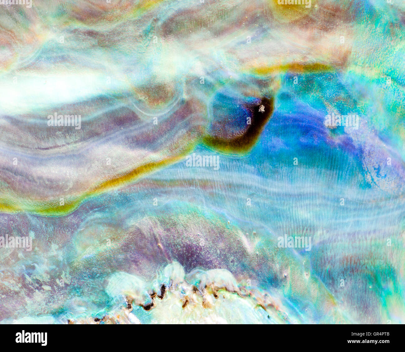 Shiny nacre of Paua or Abalone shell background Stock Photo - Alamy