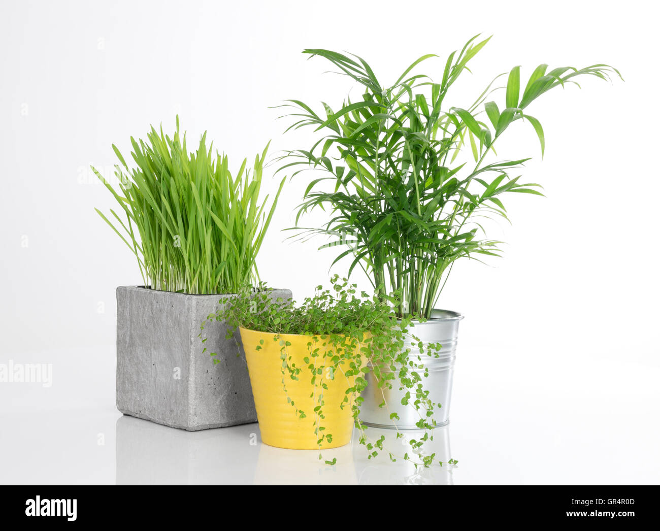 Three bright plants in pots Stock Photo - Alamy