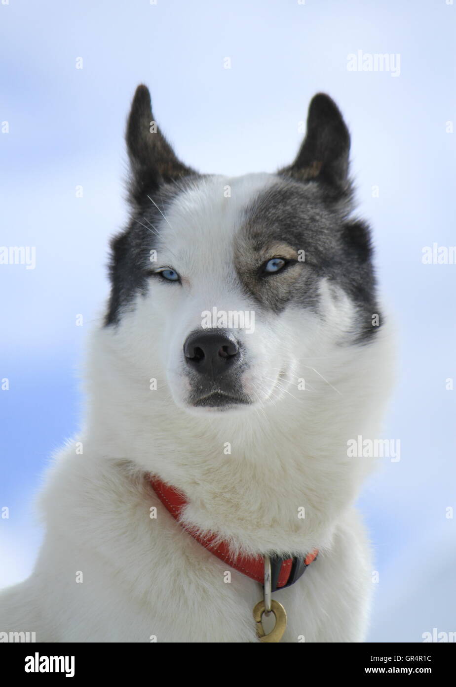 Siberian husky dog portrait Stock Photo - Alamy