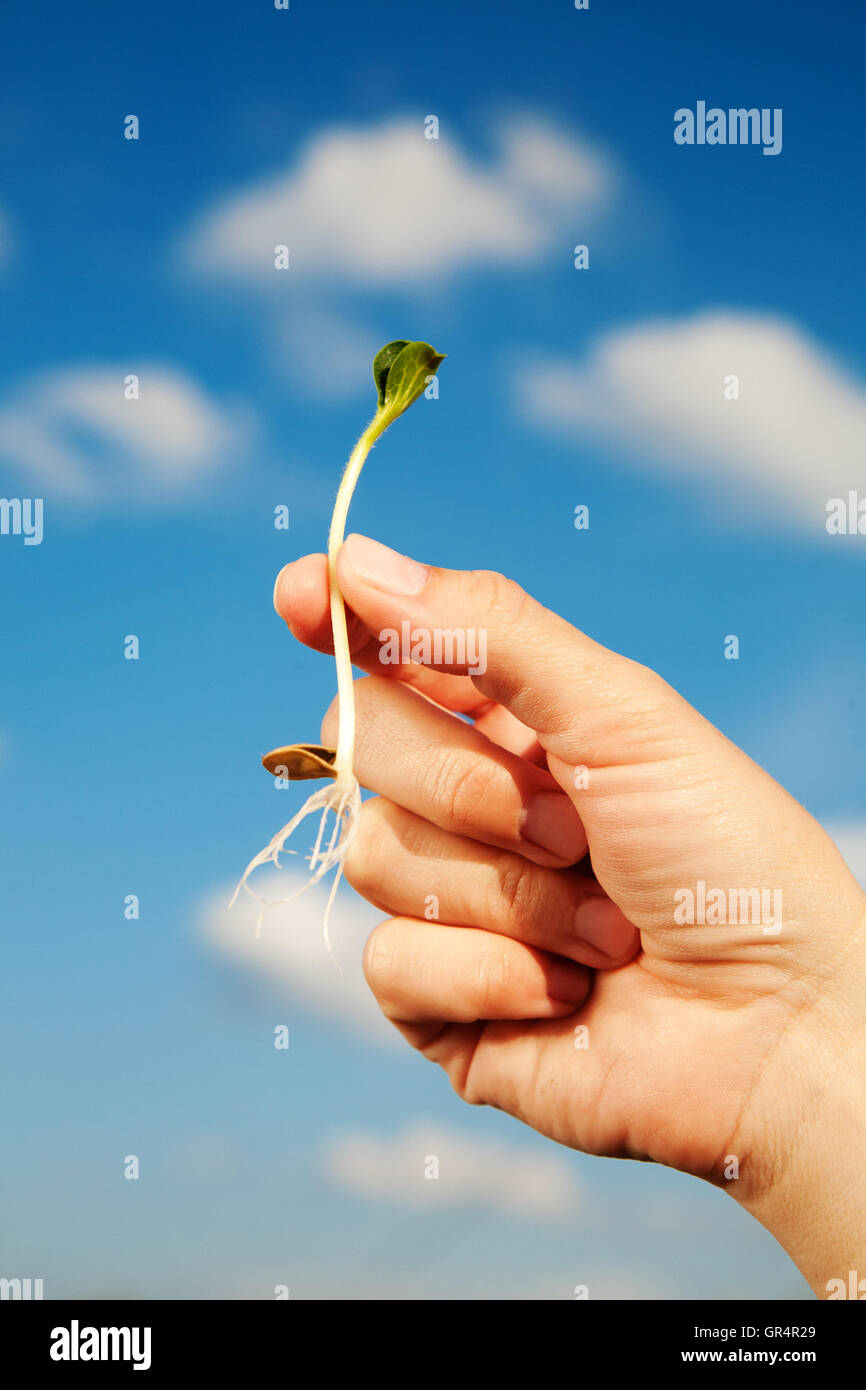 sprout in a hand Stock Photo - Alamy