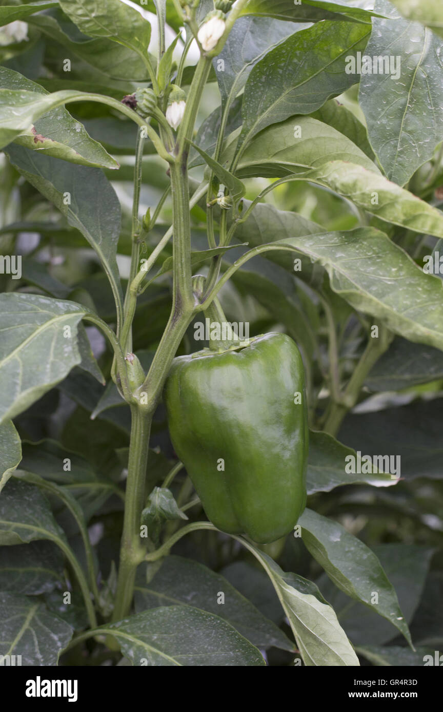 Capsicum annuum plant hi-res stock photography and images - Alamy