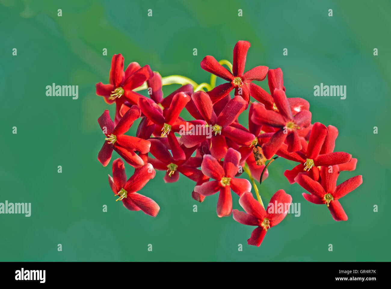 Rangoon creeper hi-res stock photography and images - Alamy