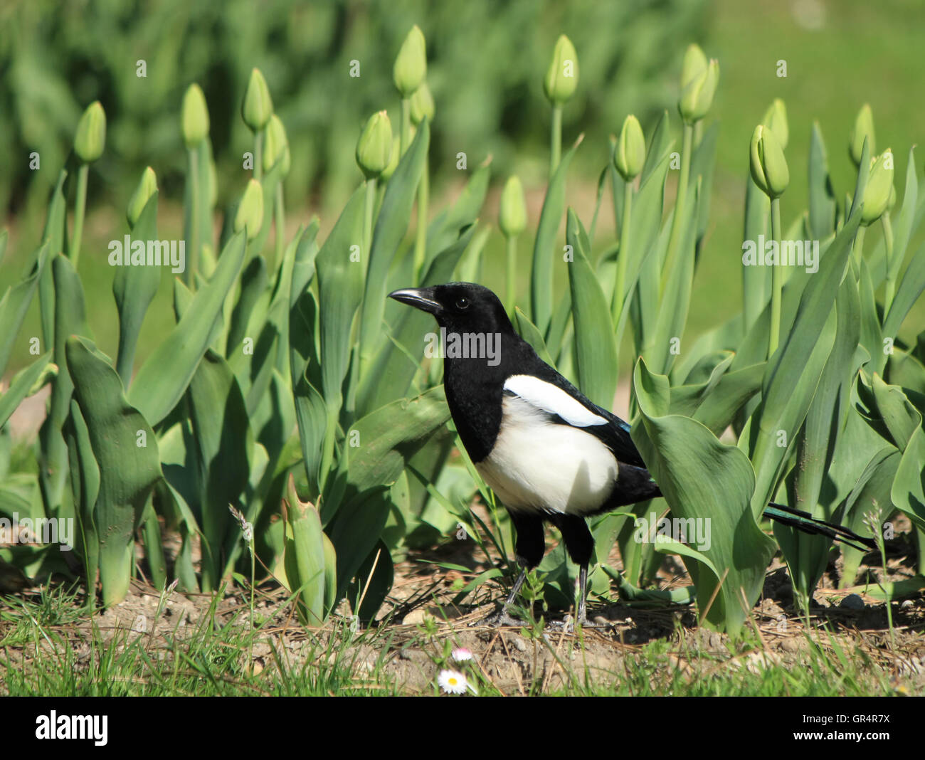 Black claws hi-res stock photography and images - Alamy