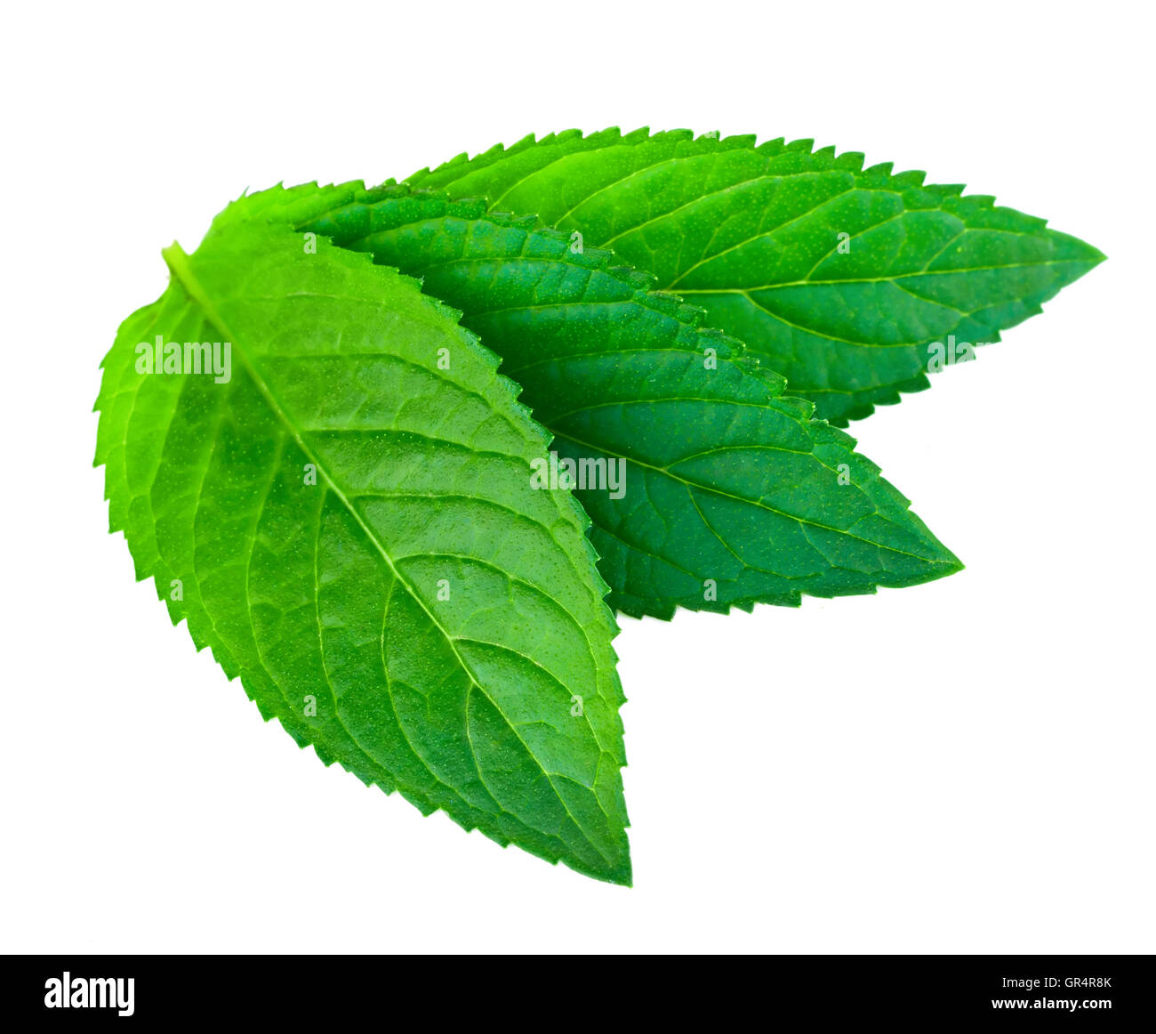 Greece fresh mint herb nature plant hi-res stock photography and images ...