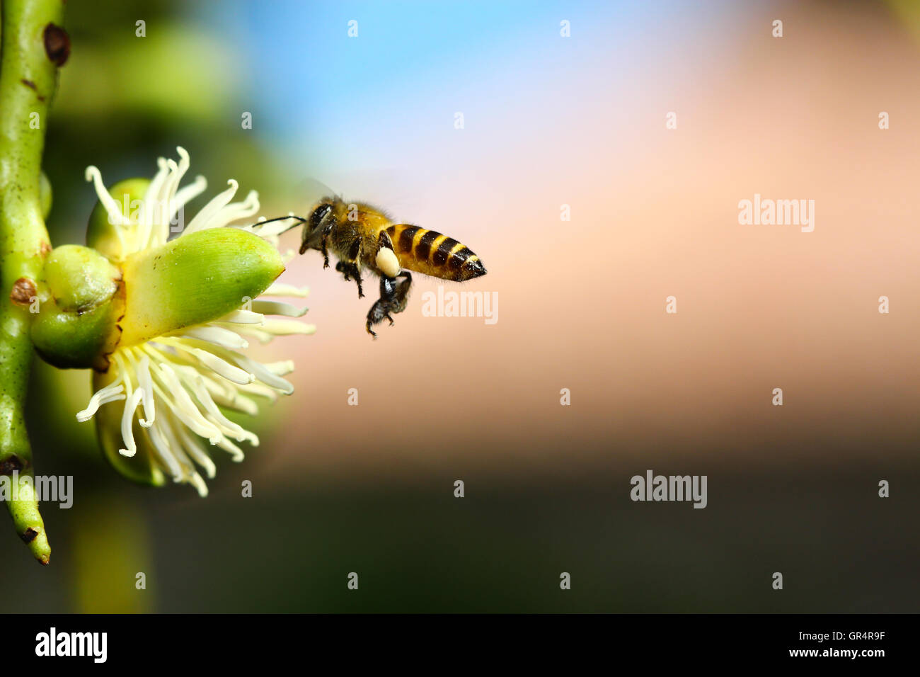 honey bee collects flower nectar Stock Photo - Alamy