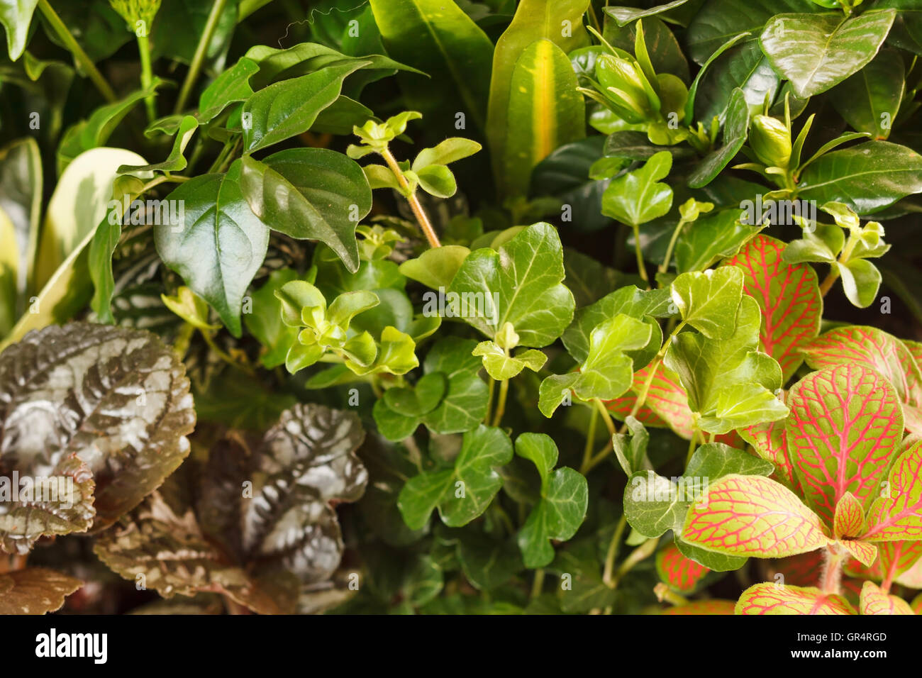 Ivy collection hi-res stock photography and images - Alamy