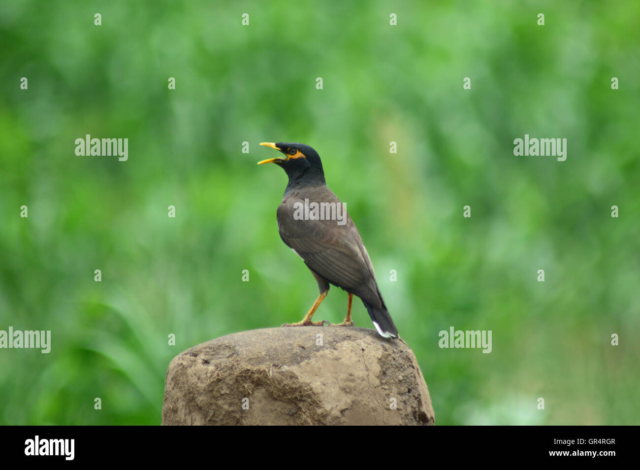Common mynah hi-res stock photography and images - Alamy