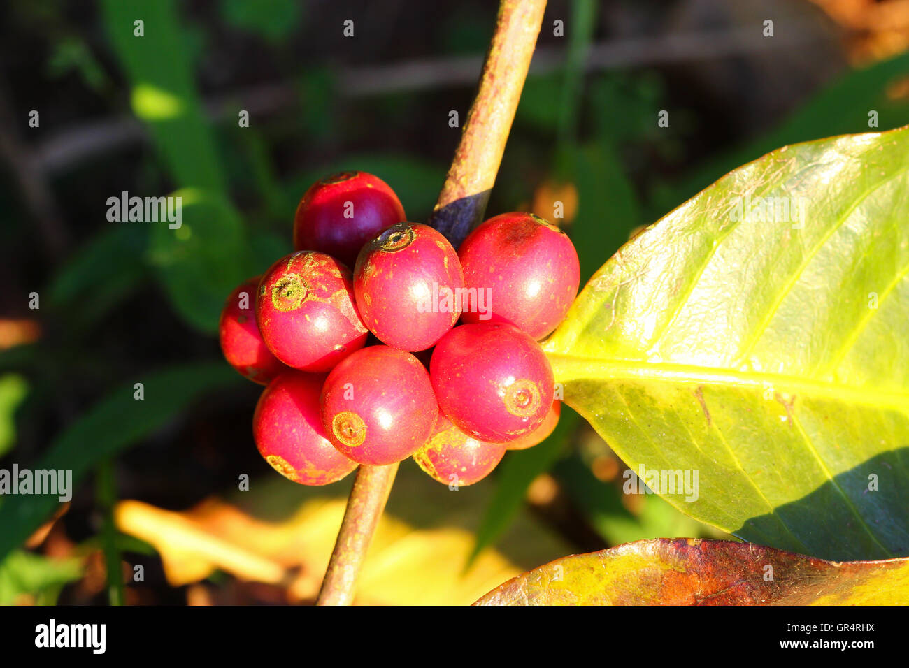 Coffee tree with ripe berries on farm Stock Photo - Alamy