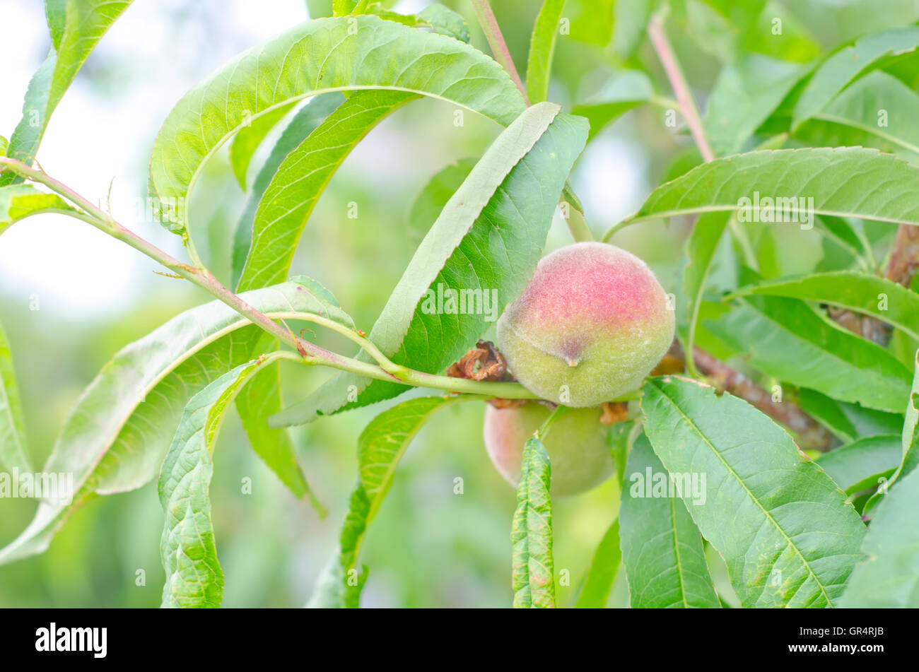 Peach tree leaves hi-res stock photography and images - Alamy