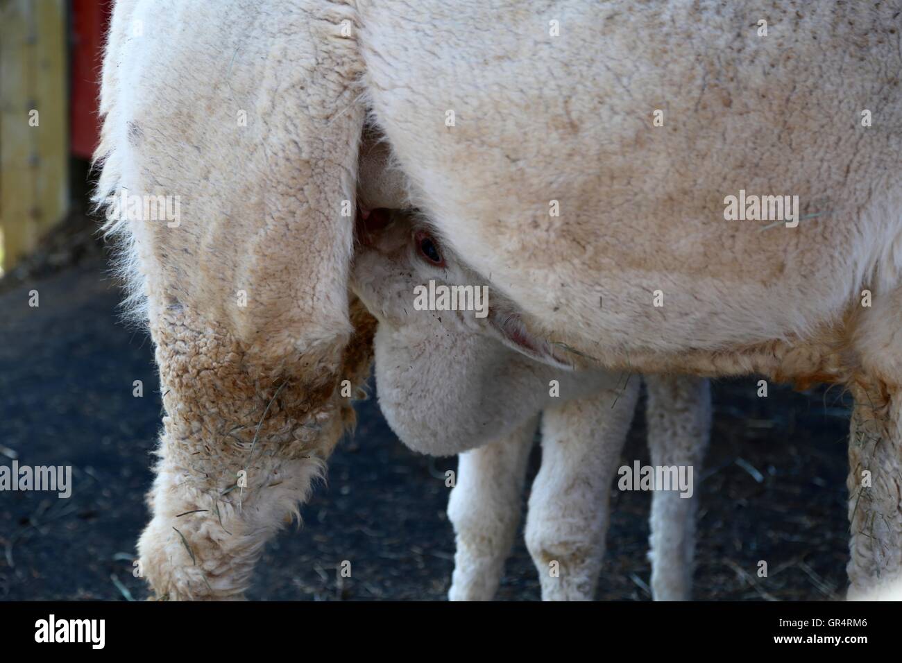 A baby alpaca drinking from it's mother Stock Photo - Alamy