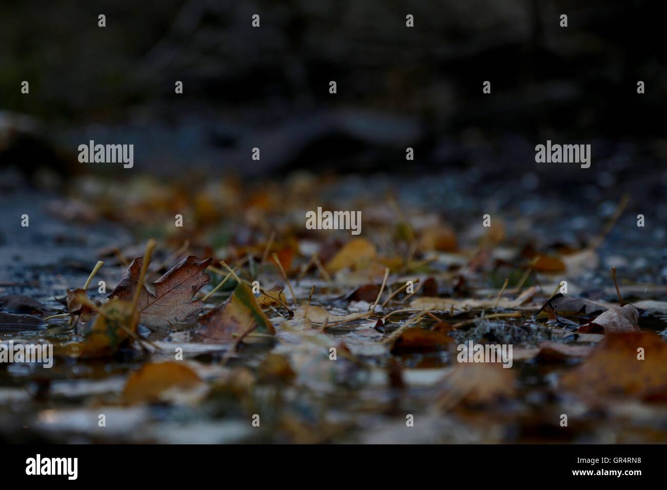 A shallow focus on some of falls leaves caught in a cold, muddy puddle ...