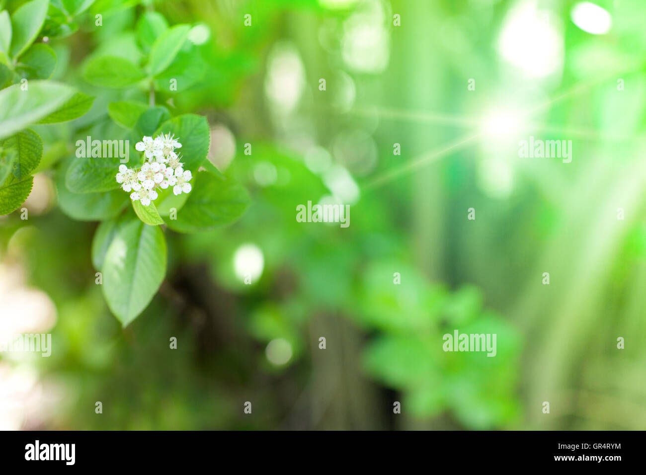 white flowers in spring Stock Photo - Alamy