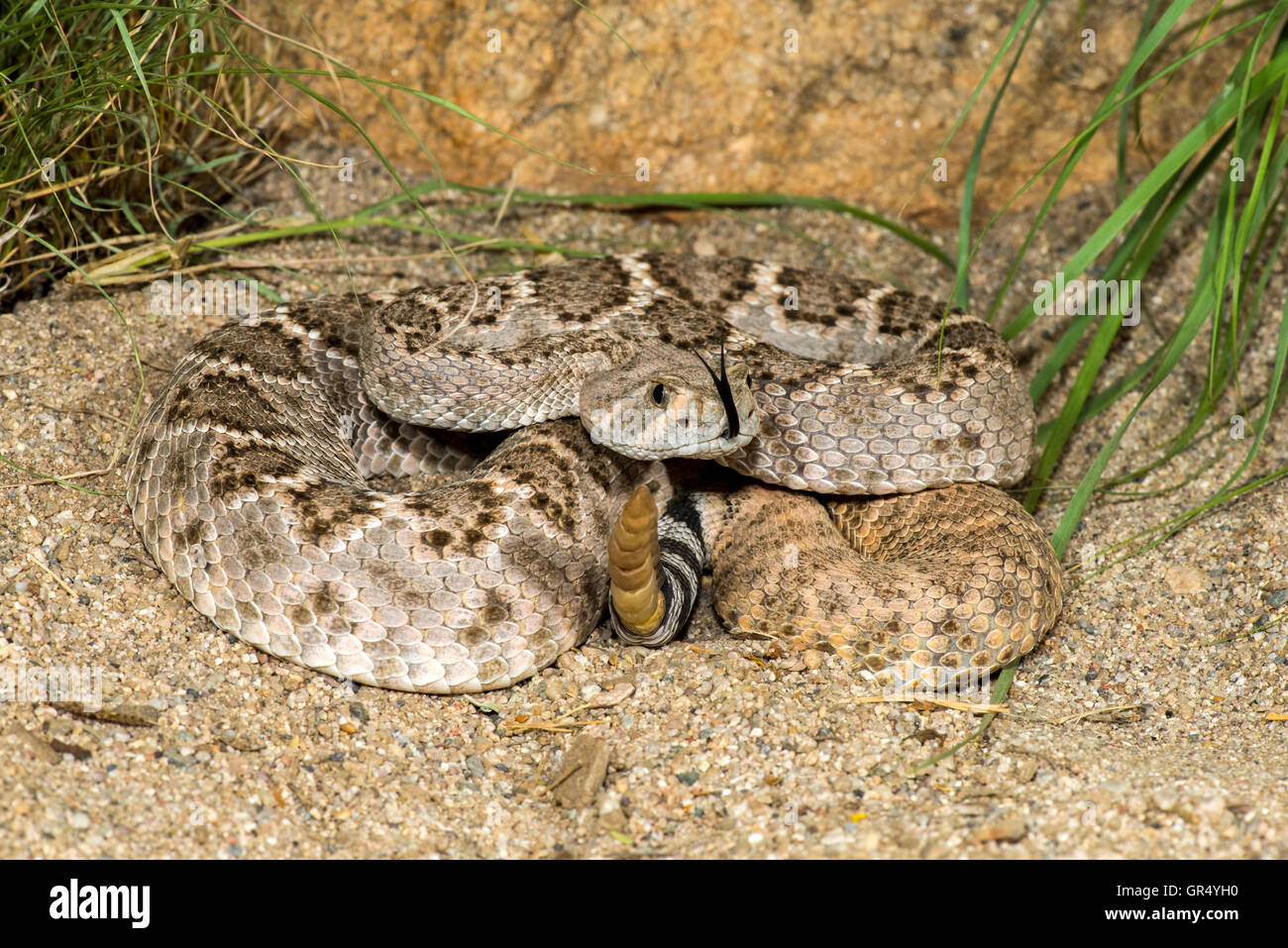 Diamondback rattlesnake fang hi-res stock photography and images - Alamy