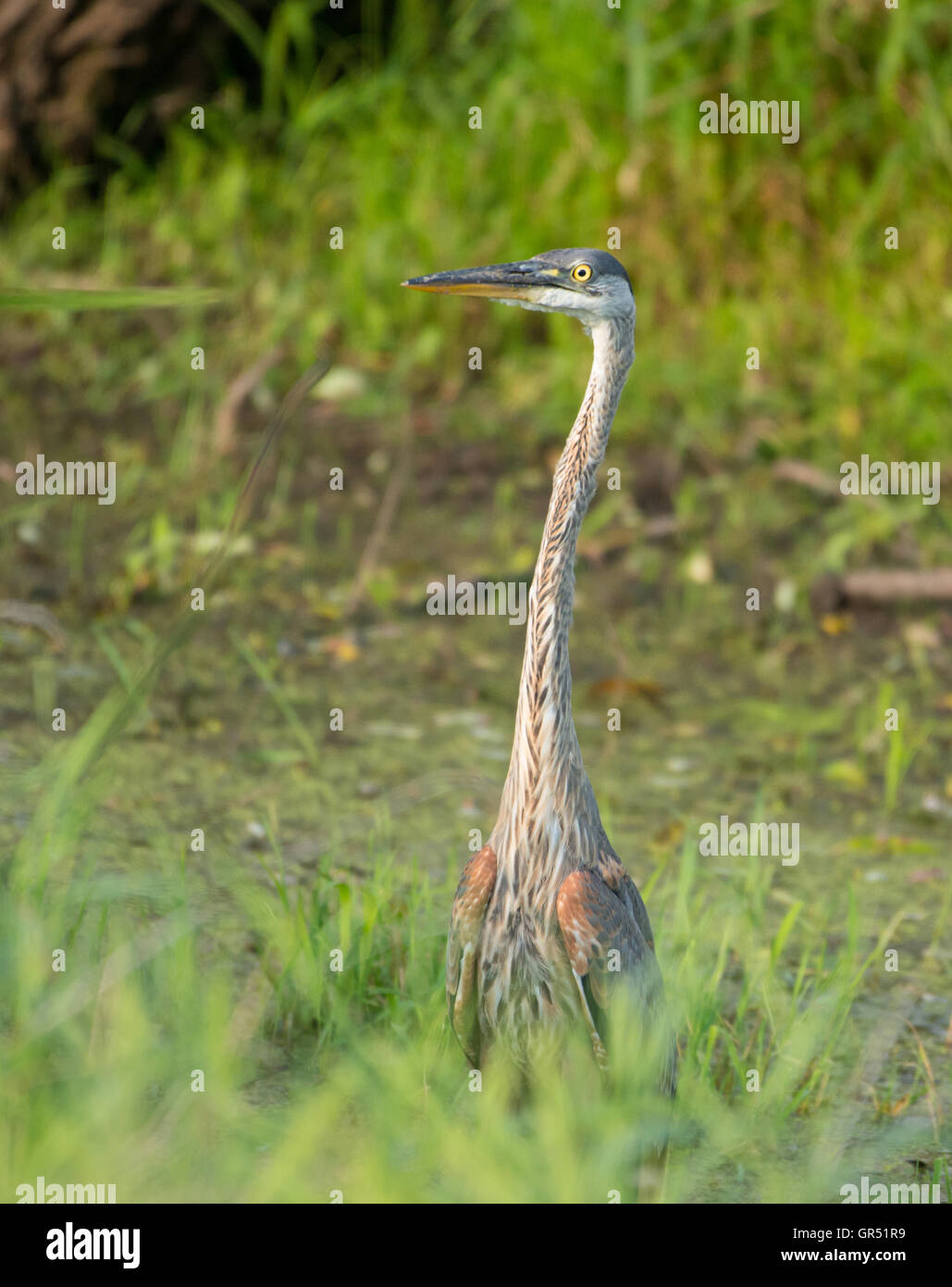 Heron in marsh hi-res stock photography and images - Alamy