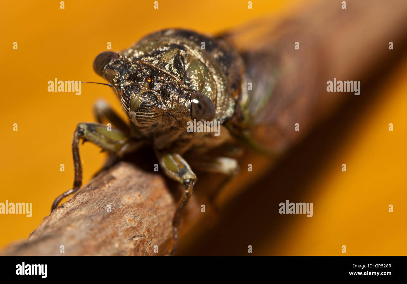 Cicada close up hi-res stock photography and images - Alamy
