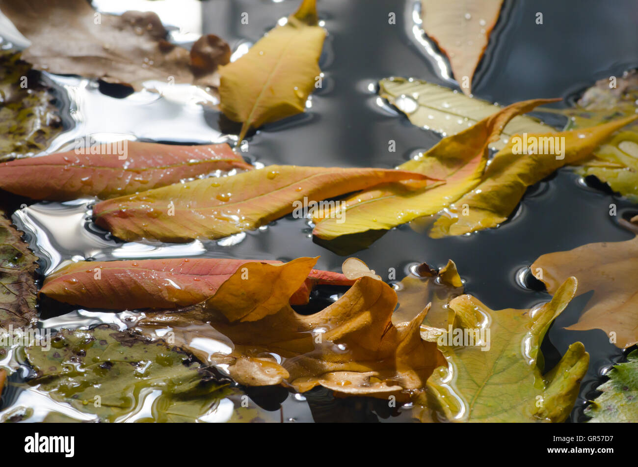 multicolored fall leaves in water Stock Photo - Alamy