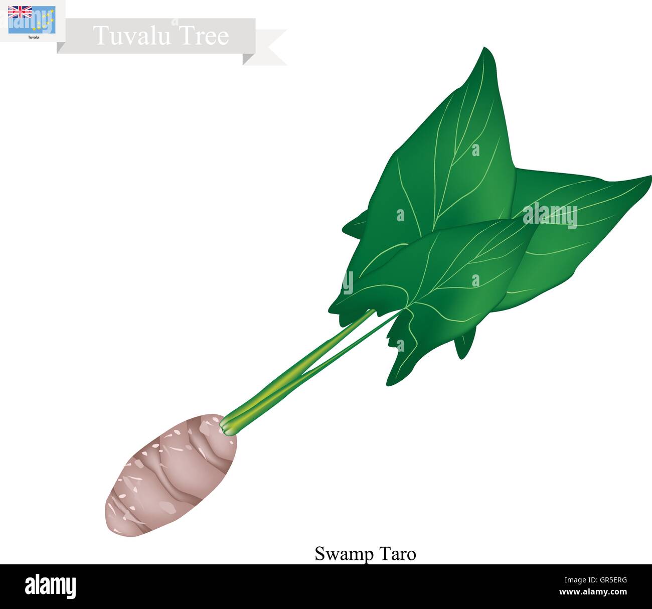 Tuvalu Tree, Illustration of Swamp Taro or Cyrtosperma Merkusii. The ...