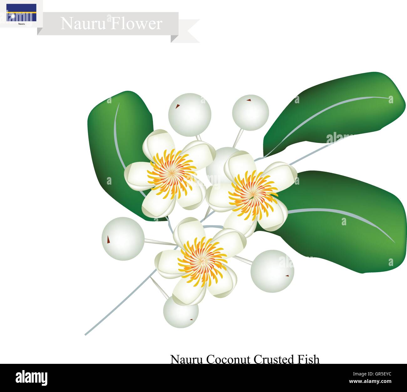 Nauru Flower, Illustration of Alexandrian Laurel Flower or Calophyllum ...
