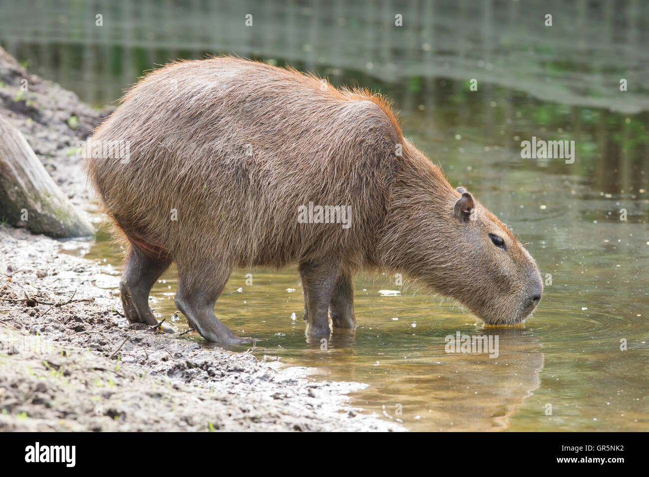 Capybara drinking at a pond Stock Photo - Alamy