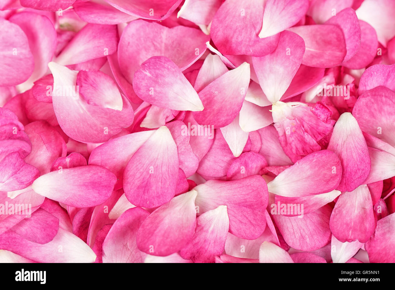 Pink rose petals background Stock Photo - Alamy