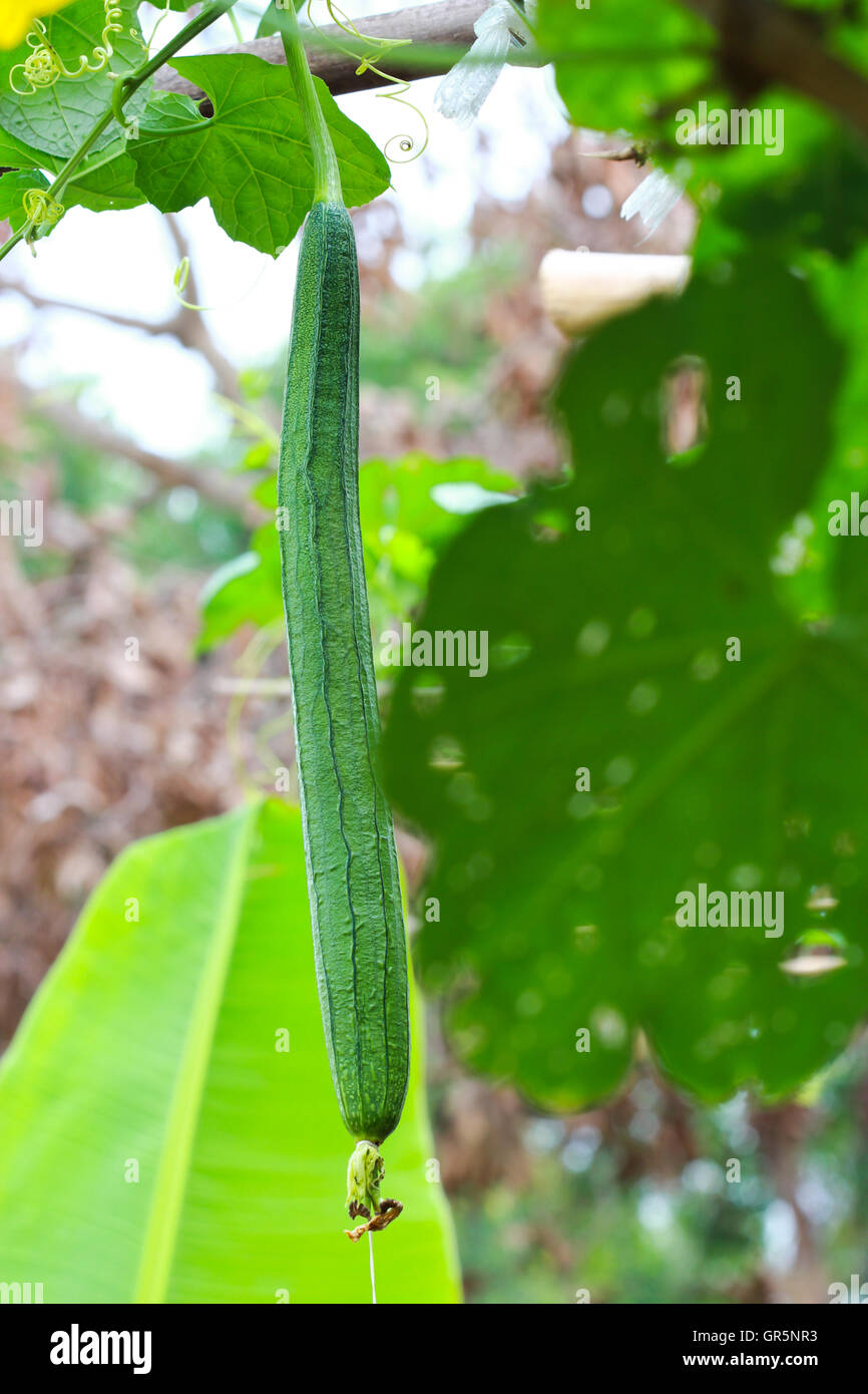 snake gourd in the gardens Stock Photo - Alamy