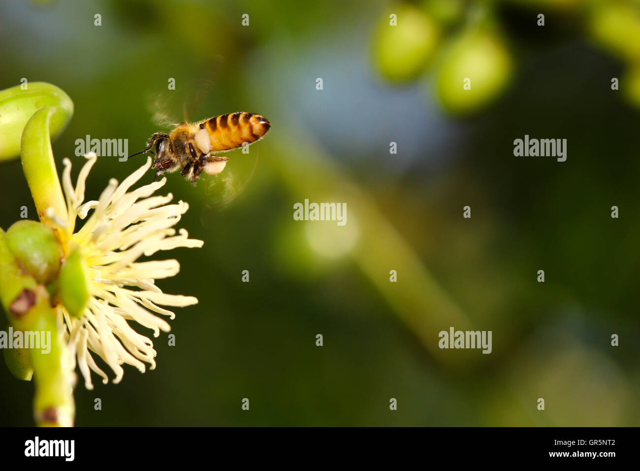 honey bee collects flower nectar Stock Photo - Alamy