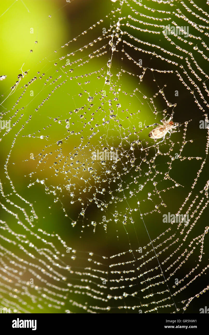 Spider Web Covered with Sparkling Dew Drops Stock Photo - Alamy