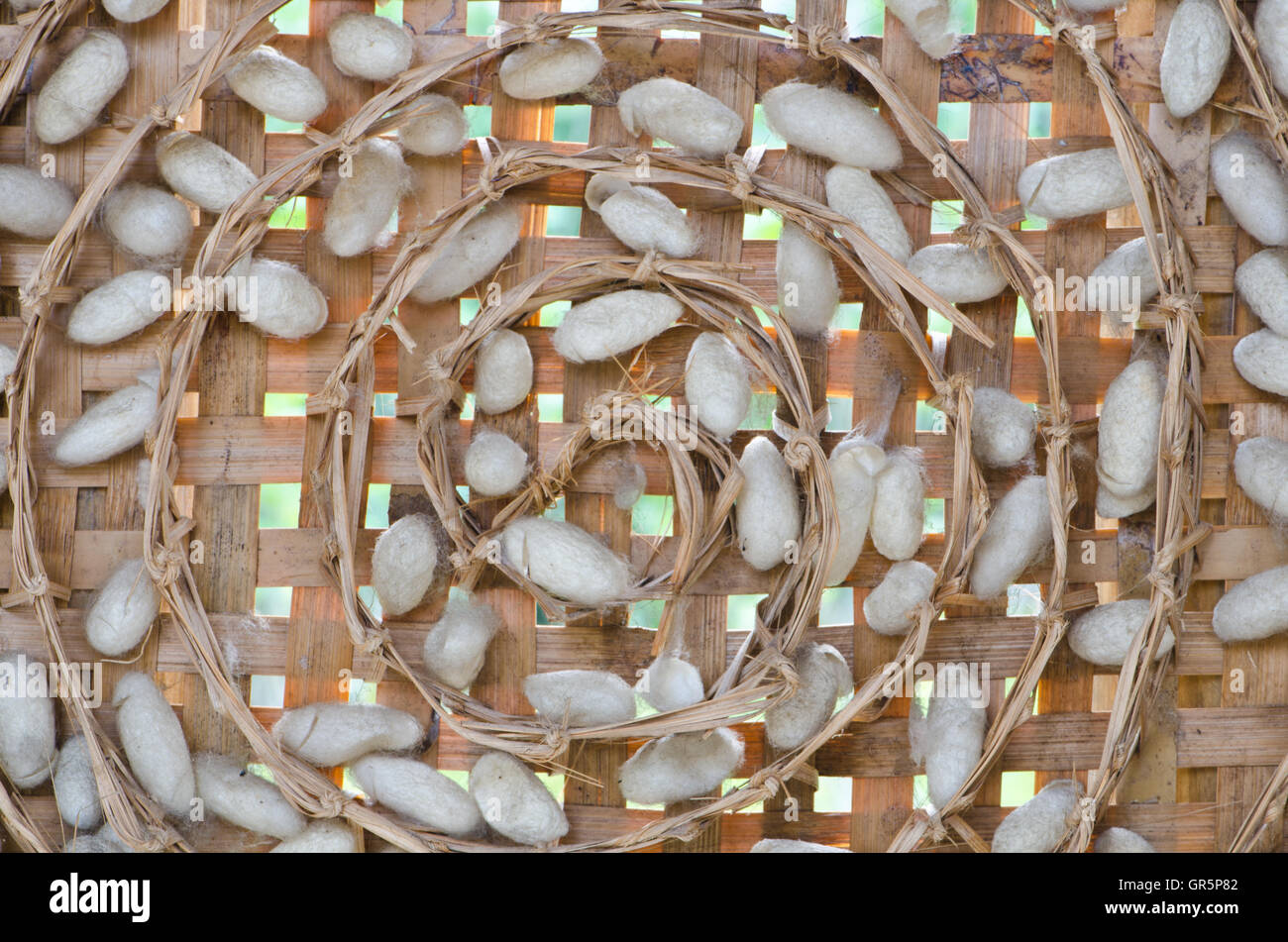 Cocoon silk processing hi-res stock photography and images - Alamy