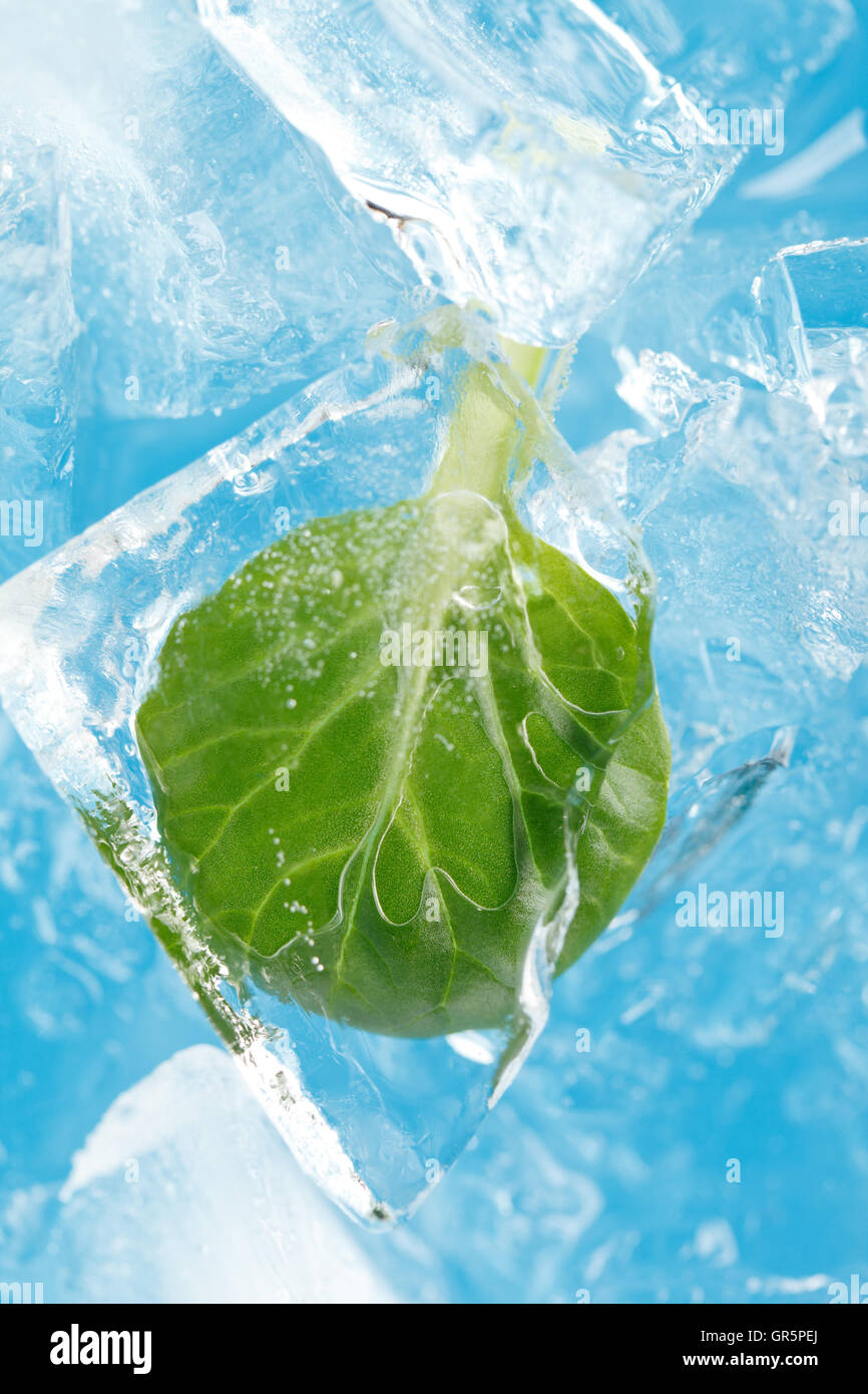 Ice leaf cool square hi-res stock photography and images - Alamy