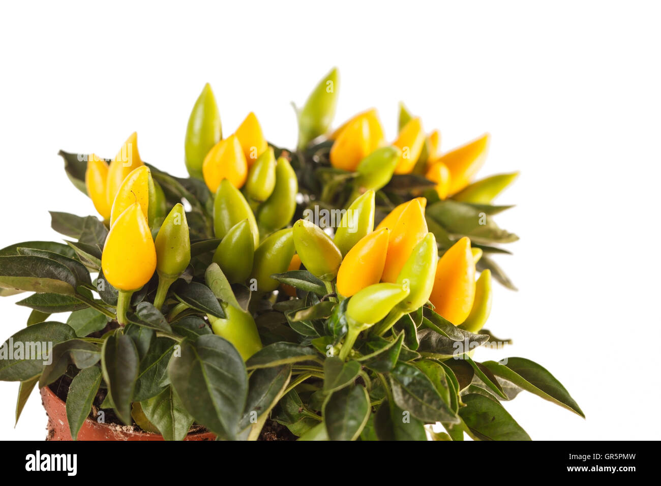 small yellow peppers Stock Photo - Alamy