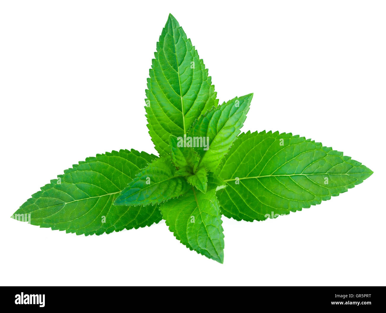 Fresh green mint isolated on white Stock Photo - Alamy