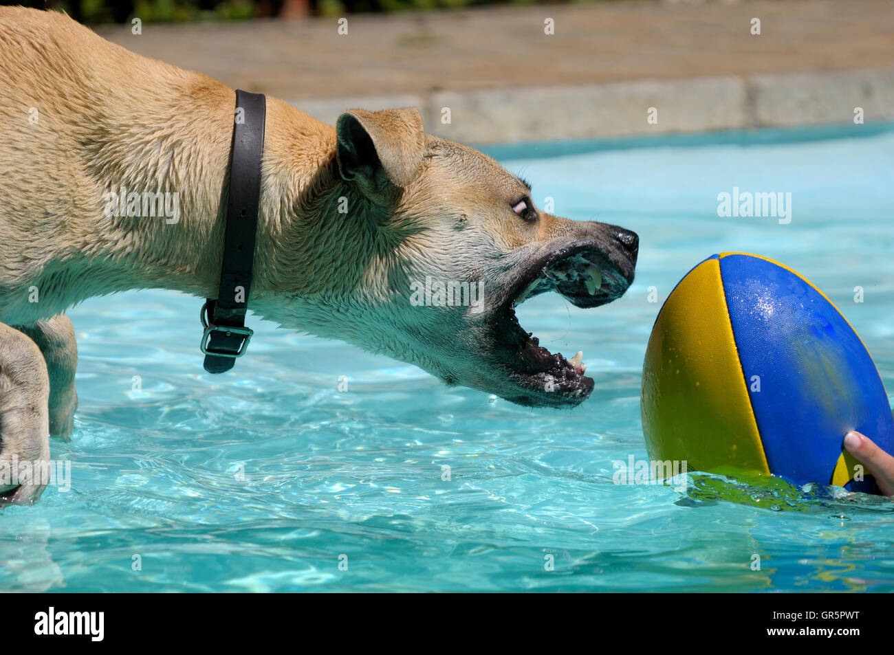 Dog playing with ball Stock Photo - Alamy