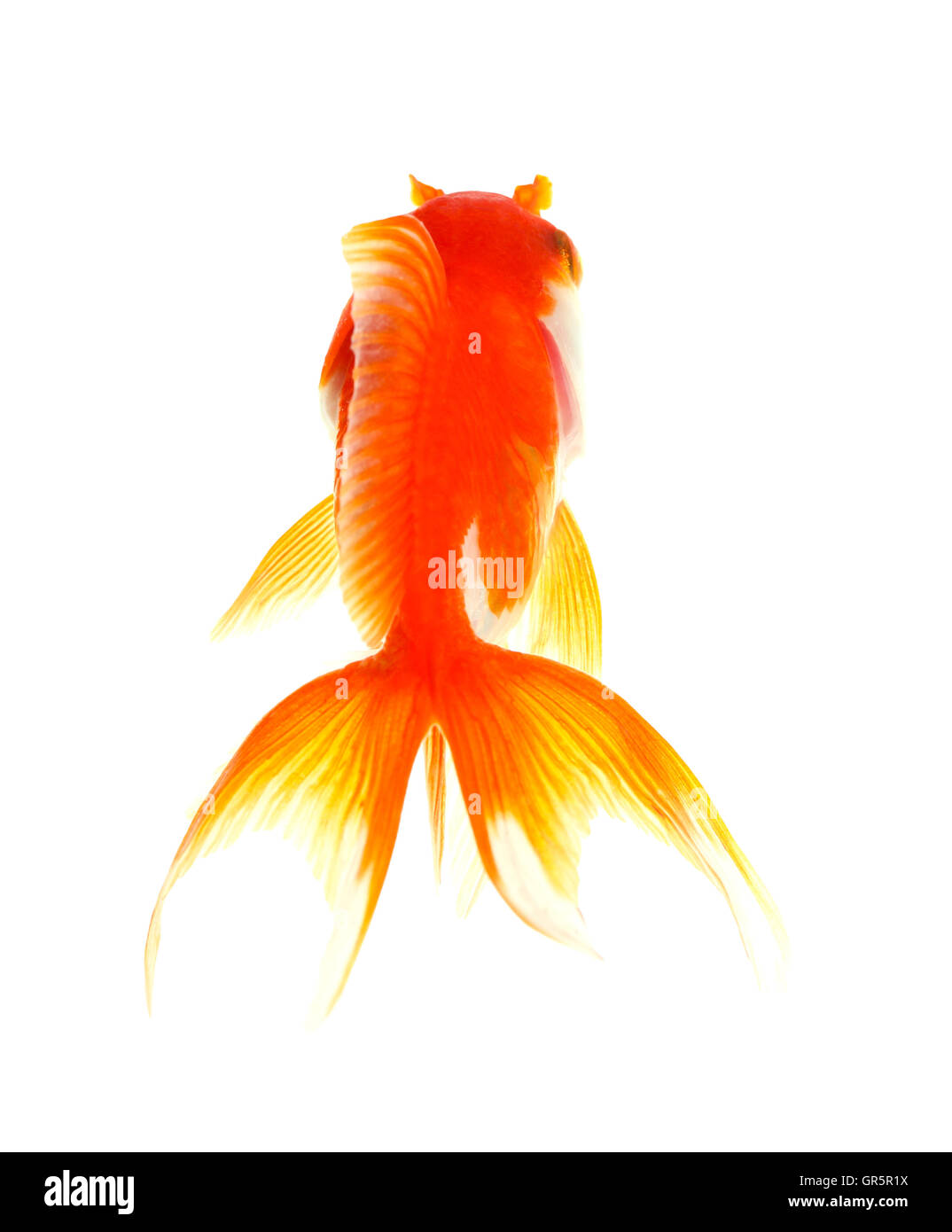 Gold fish. Isolation on the white Stock Photo - Alamy