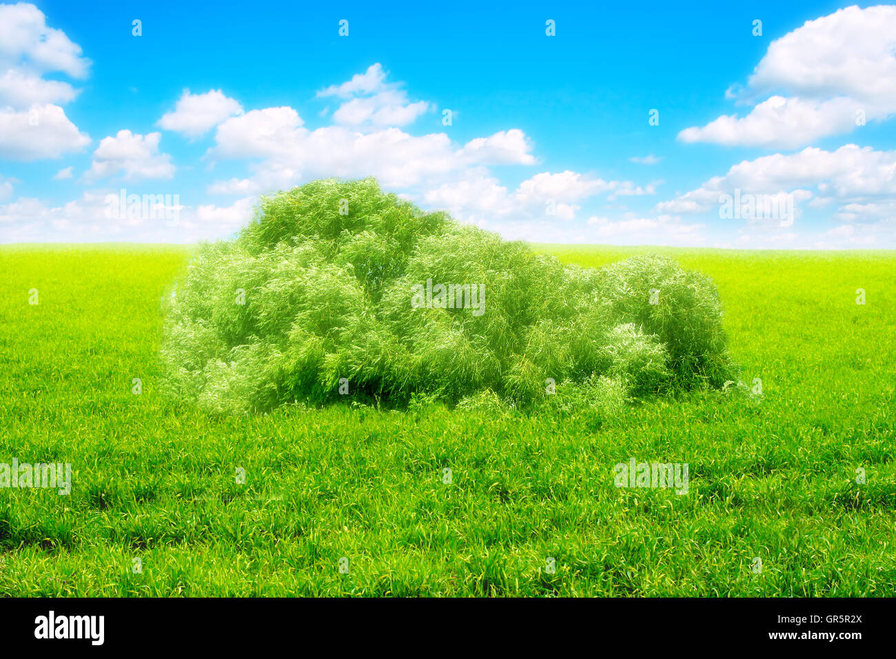 bush in the fields Stock Photo - Alamy