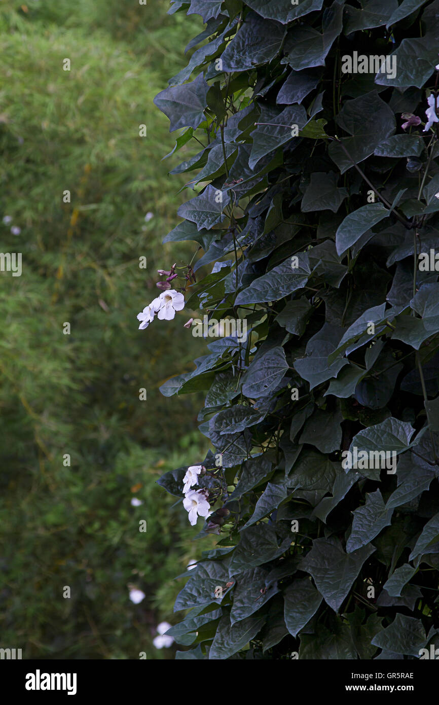 Vine border hi-res stock photography and images - Alamy