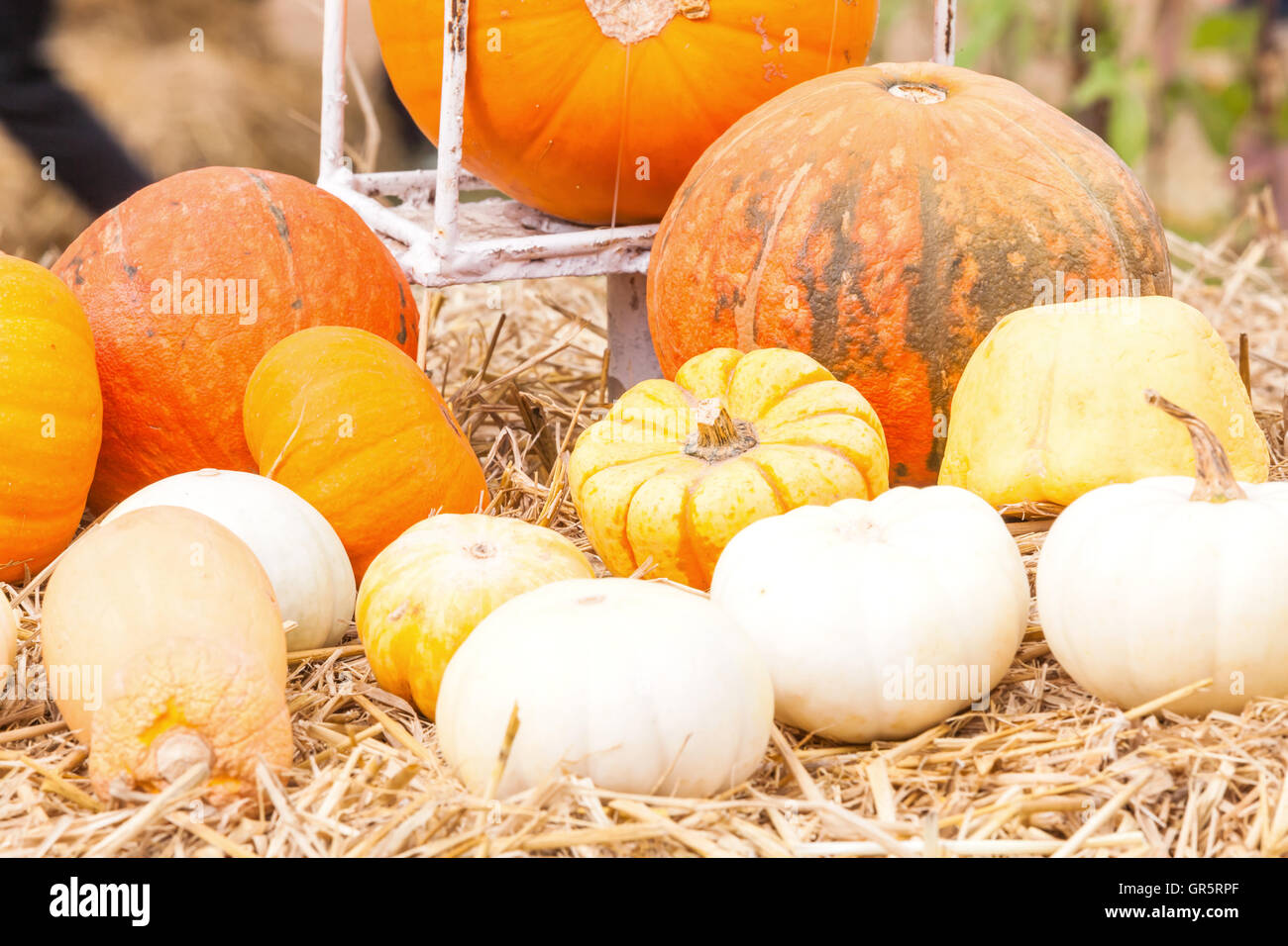 Pumpkins with different colours in the field Stock Photo - Alamy