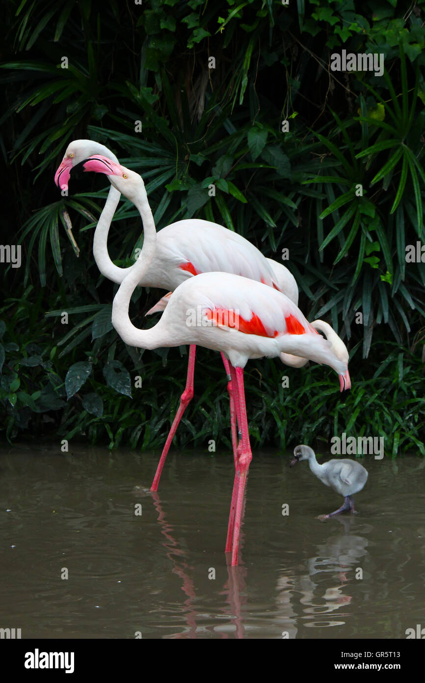 Pale flamingo hi-res stock photography and images - Alamy