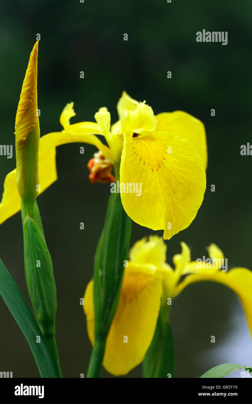 Blooming Yellow Flower Stock Photo - Alamy