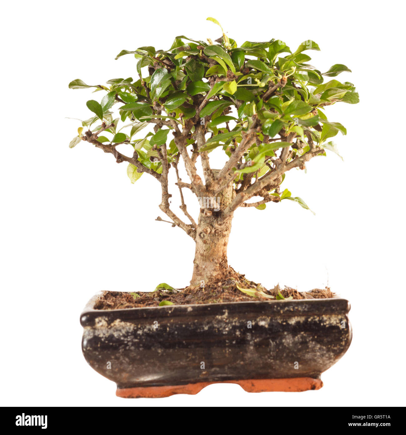 Bonsai garden japan Cut Out Stock Images & Pictures - Alamy