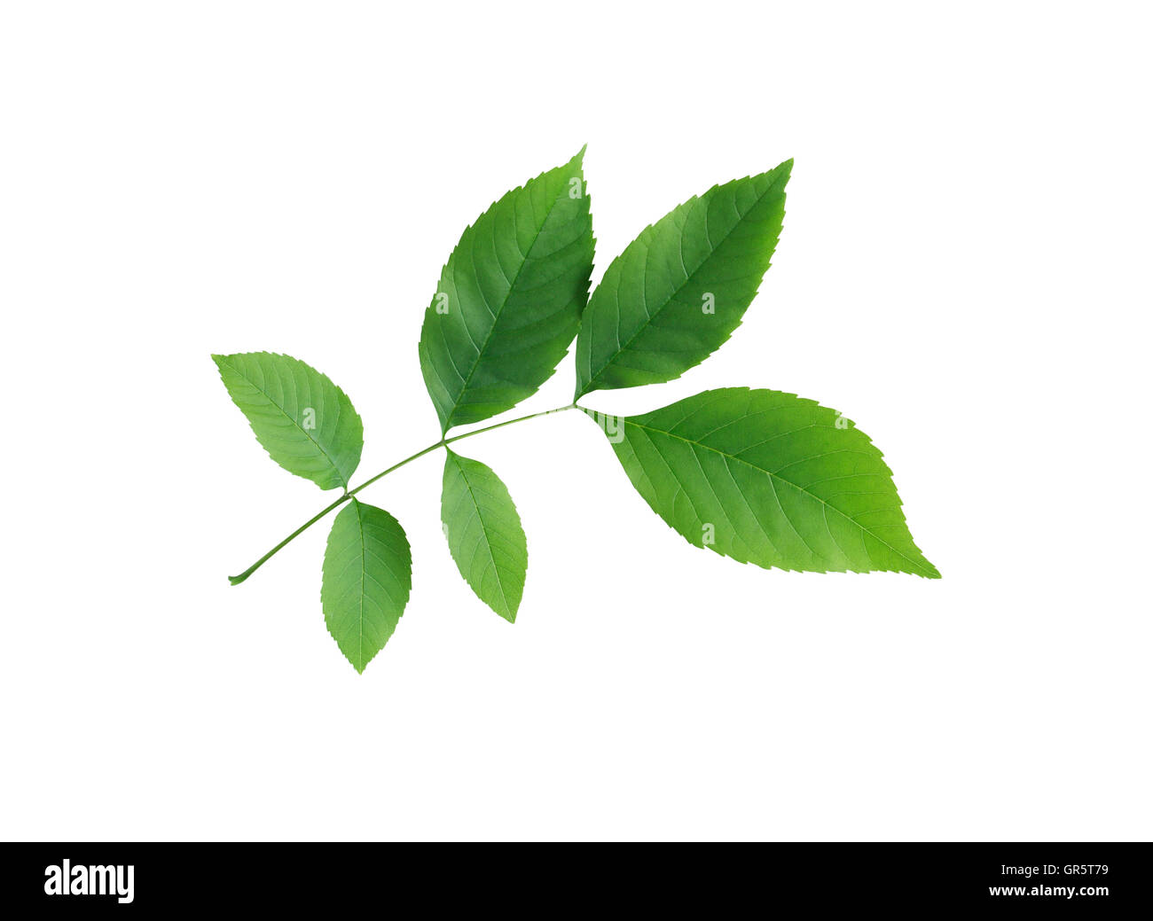 Motion leaves Cut Out Stock Images & Pictures - Alamy