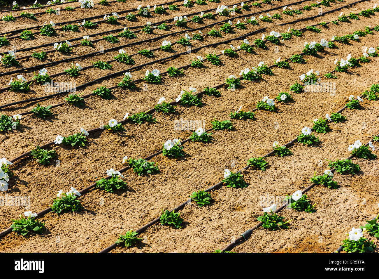 Plumbing on the lawn watering flowers Stock Photo - Alamy