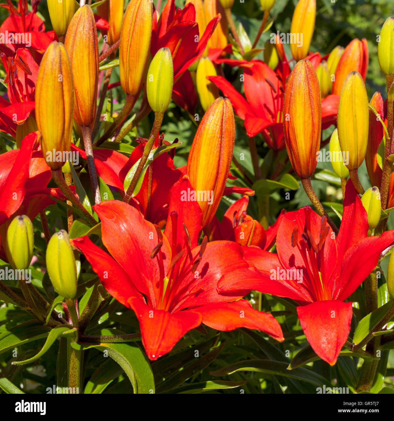 Red-orange lily flower bunch close-up in garden Stock Photo - Alamy